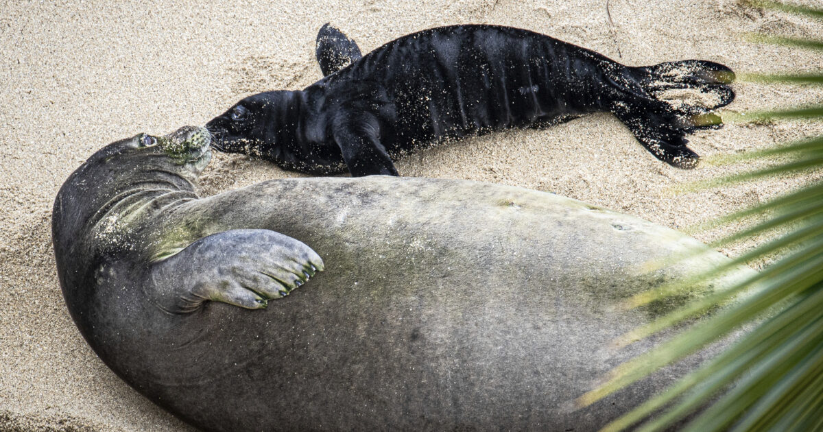 Born on the Beach | God's World News