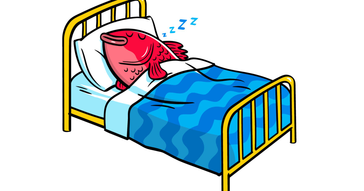 How Do Fish Sleep? | God's World News