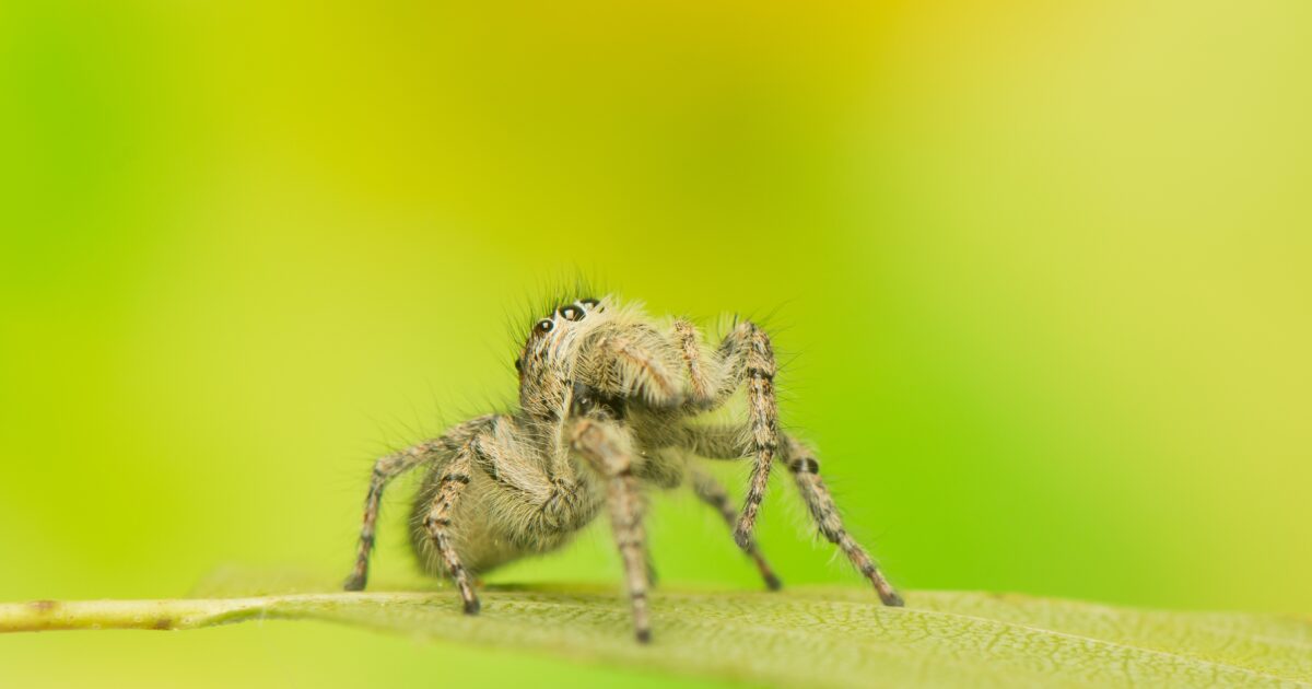 Have you ever asked, “Do spiders sleep?” | God's World News