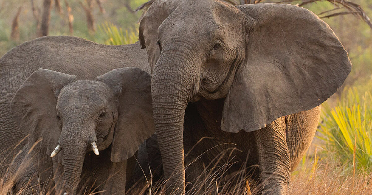 These elephants have no tusks. | God's World News