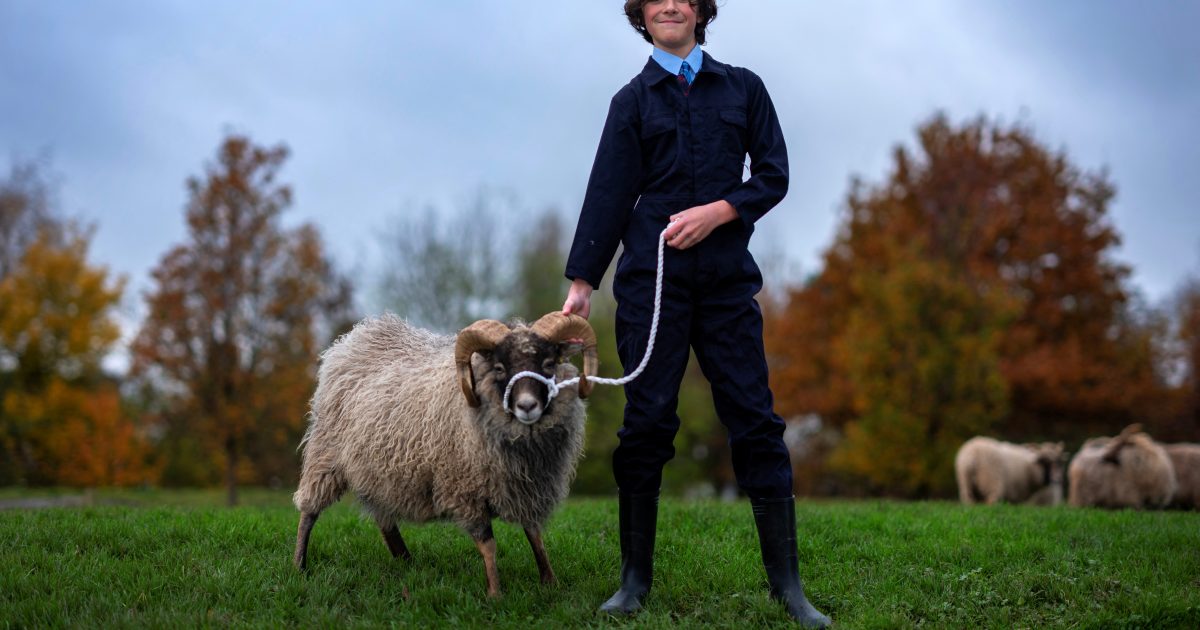 On That Farm They Had Rare Sheep | God's World News