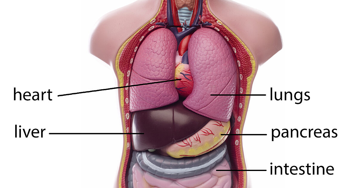 Bionic Pancreas | God's World News
