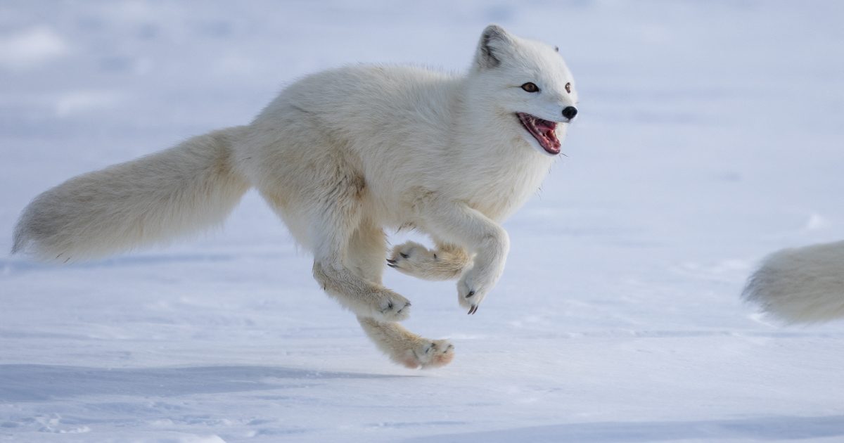 Don’t Forget To Feed the Foxes | God's World News