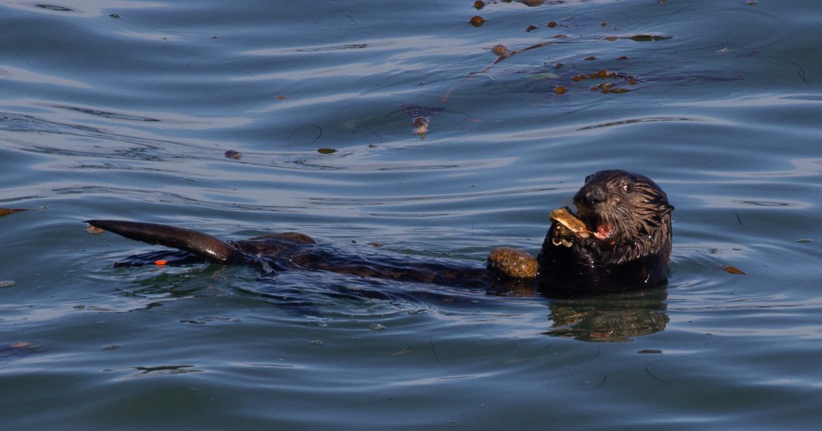 Meet the clam crackers. | God's World News