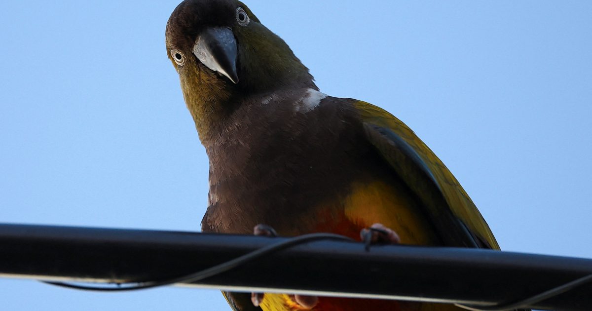 Watch out for parrots! | God's World News