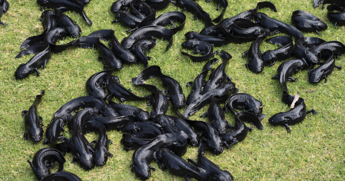 Action for Axolotls | God's World News