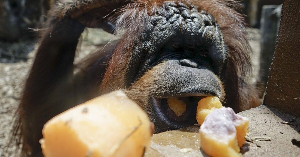 Summer Scorcher | God's World News