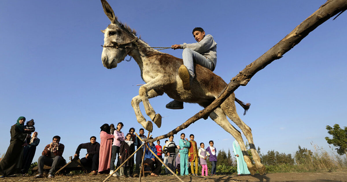 When Donkeys “Fly” | God's World News