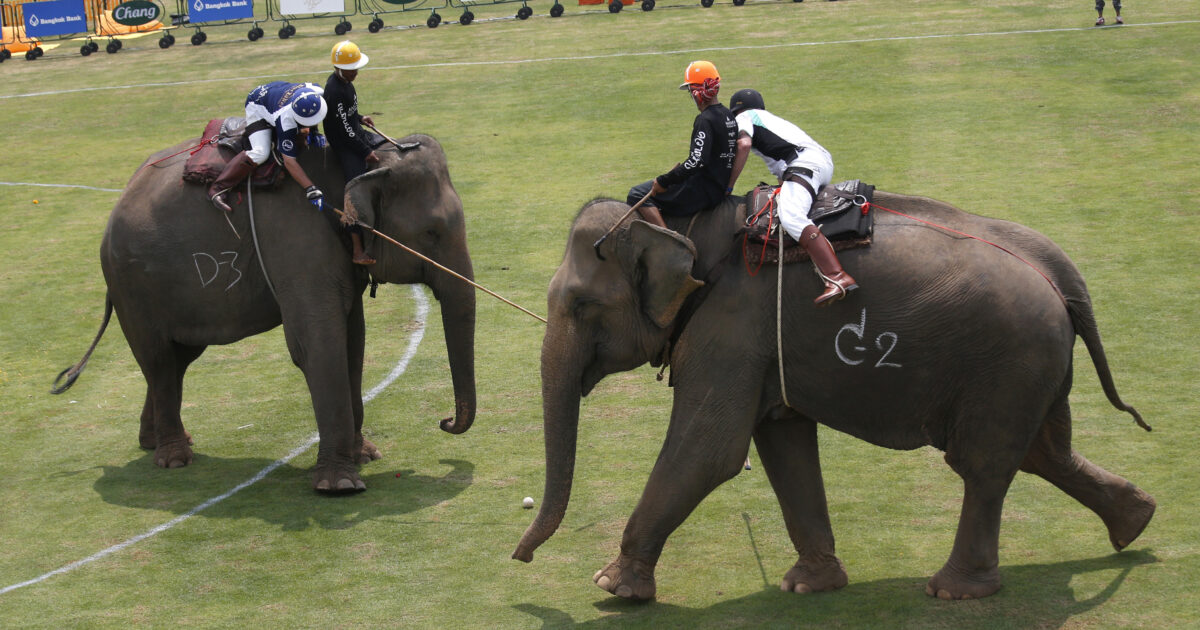 Elephant Polo | God's World News