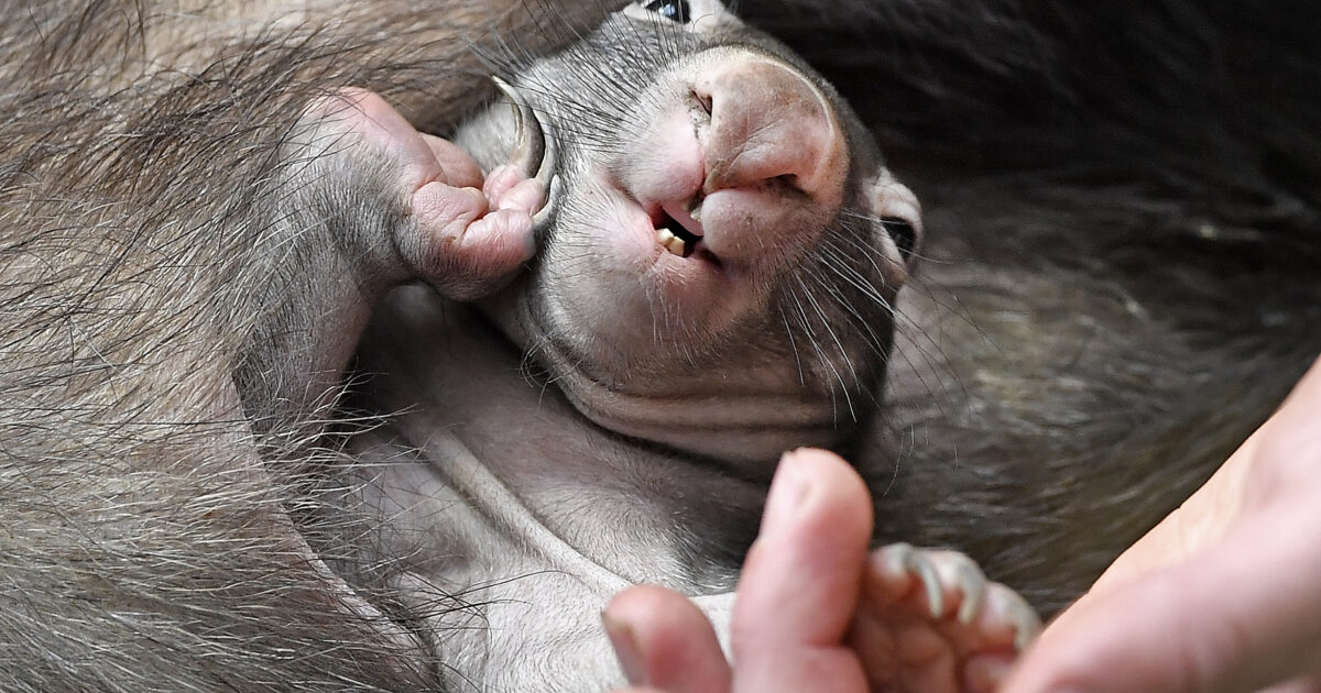 Welcome, Wombat! | God's World News