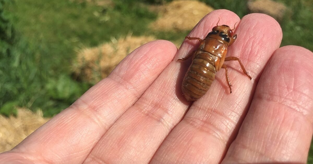 Cicada Time | God's World News