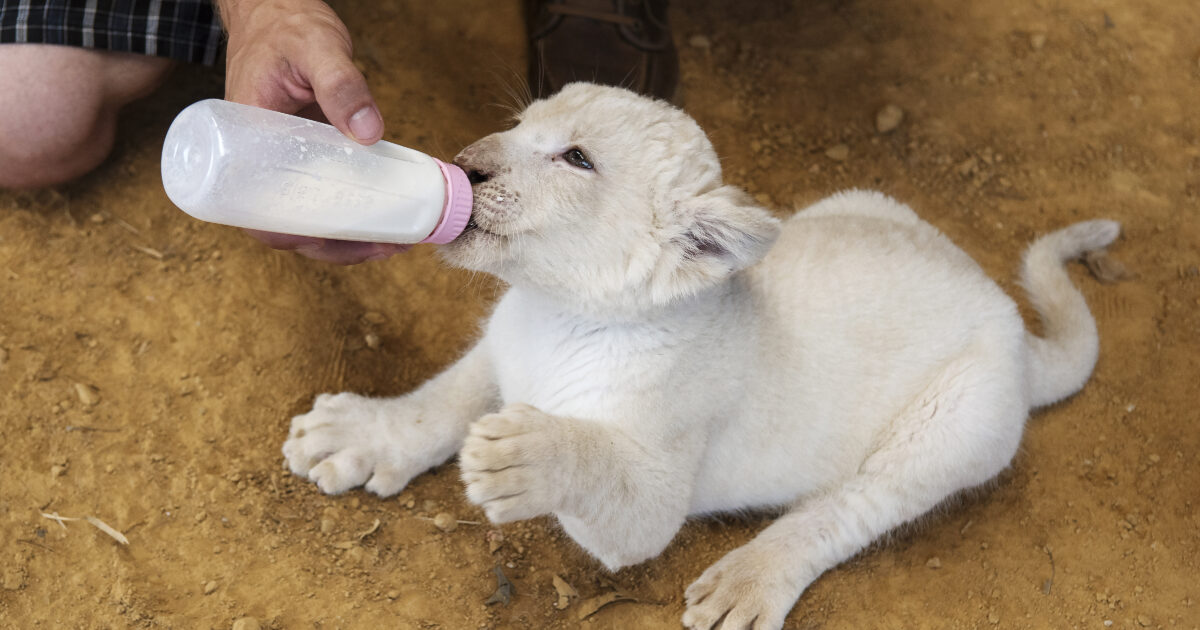 Little Lioness | God's World News