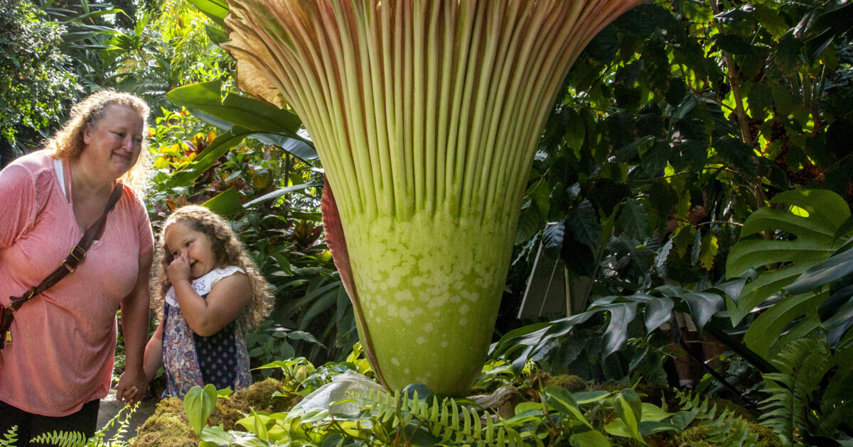 Stinkiest Flower | God's World News