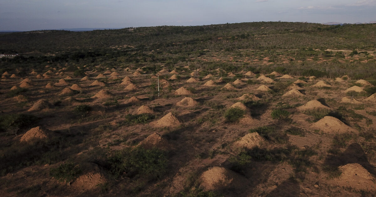 Huge Termite City | God's World News