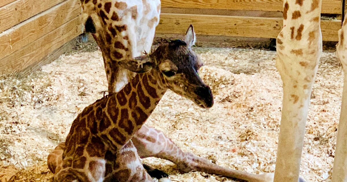 News from Zoos | God's World News