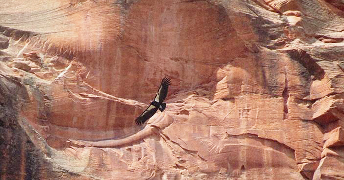 New Condor? | God's World News