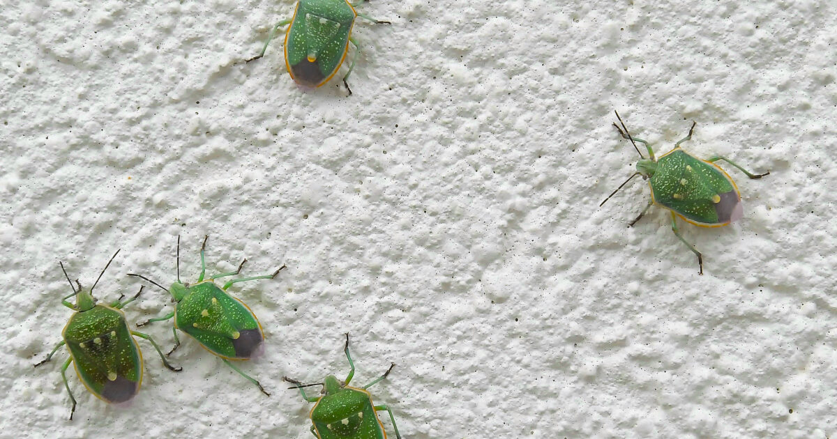 Stink Bug Swarm | God's World News