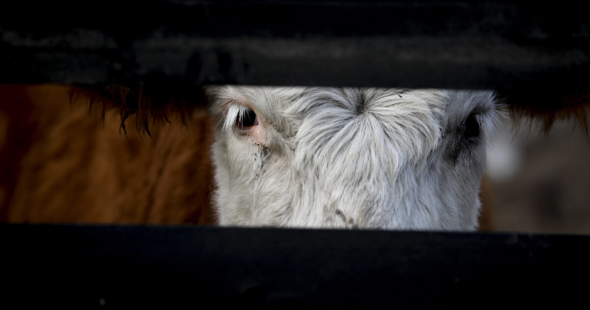 Bizarre Bull Deaths in Oregon | God's World News