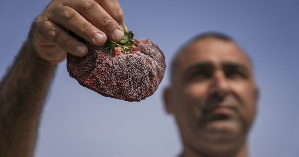 The Biggest Strawberry | God's World News