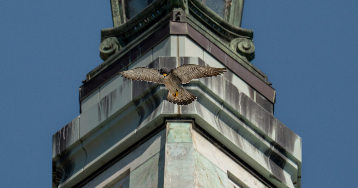 Falcon Finds a Mate | God's World News
