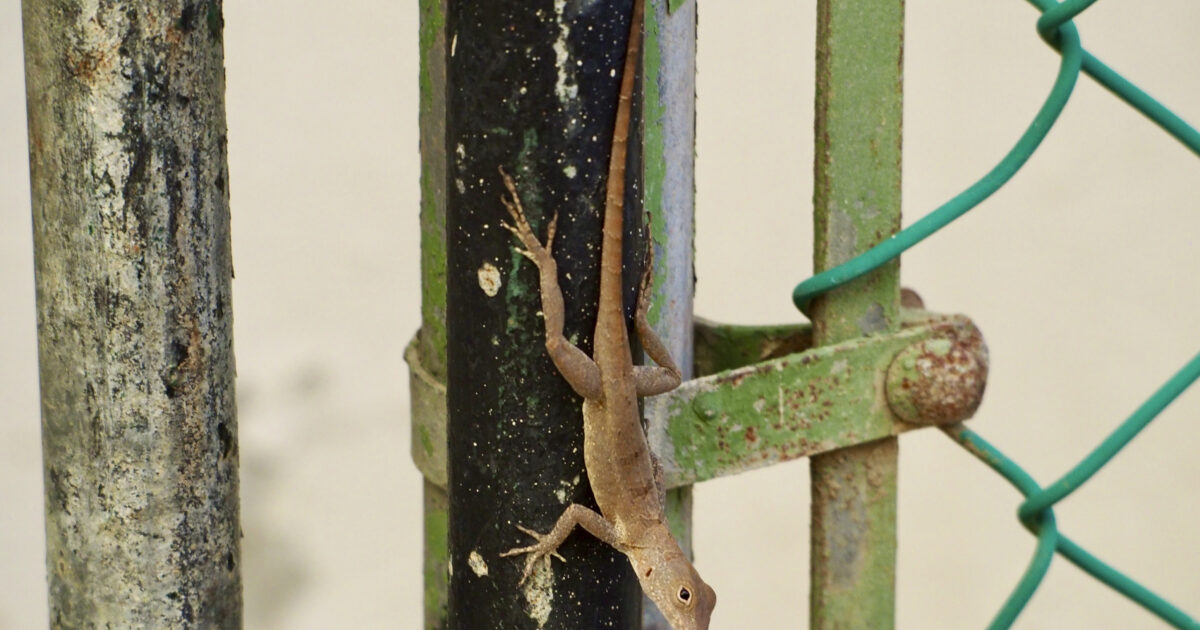 Mighty Morphin’ Lizards | God's World News