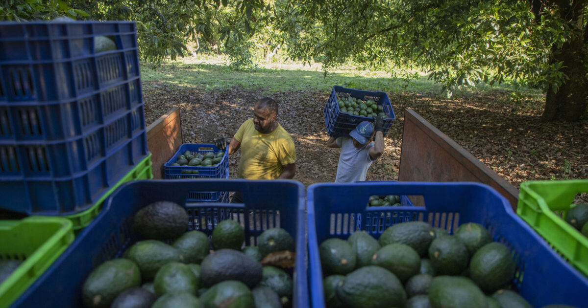 Avocado Danger | God's World News