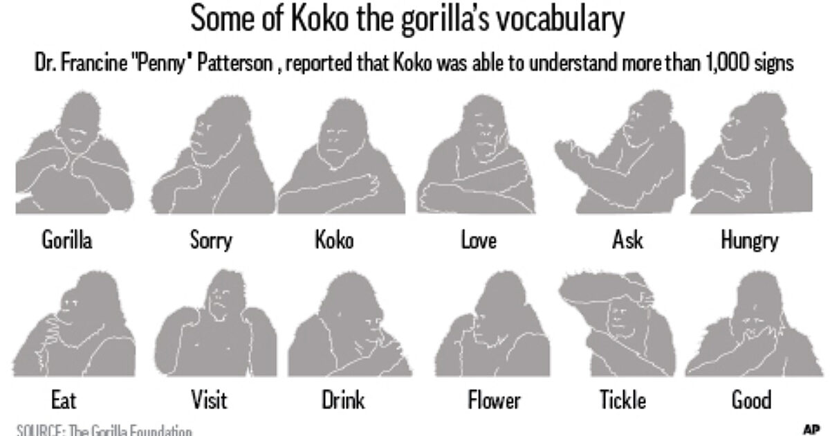 Koko the Signing Gorilla Dies | God's World News