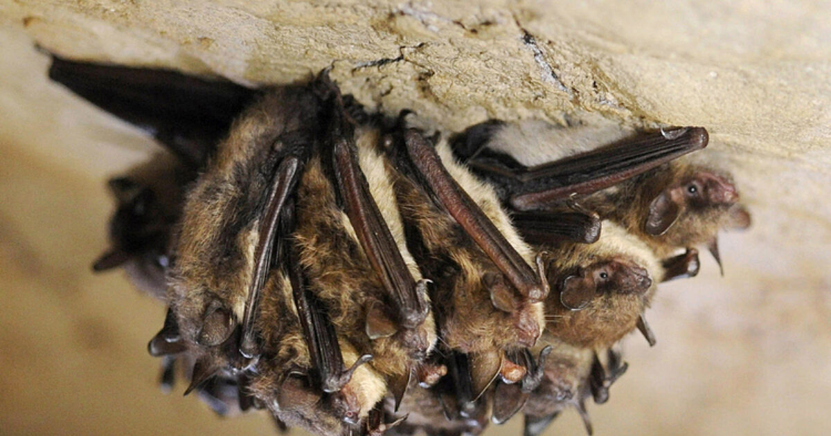 Bat Disease | God's World News