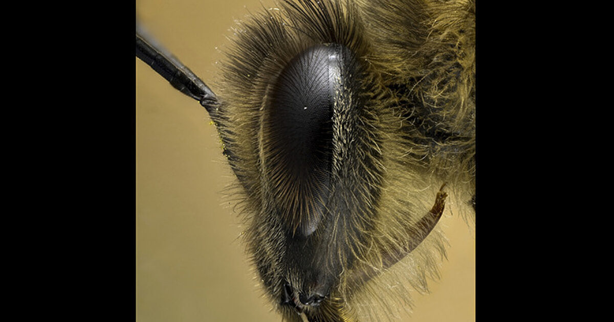 Bee Brains | God's World News