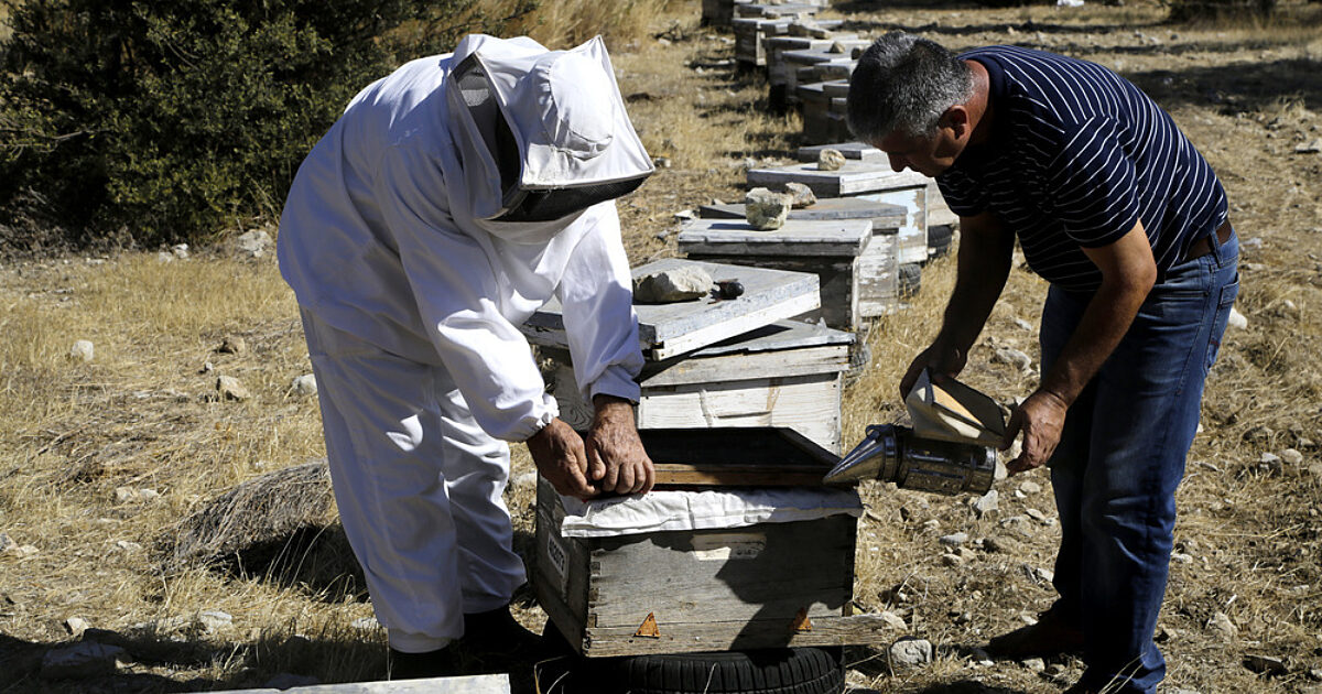 Plan Bee | God's World News