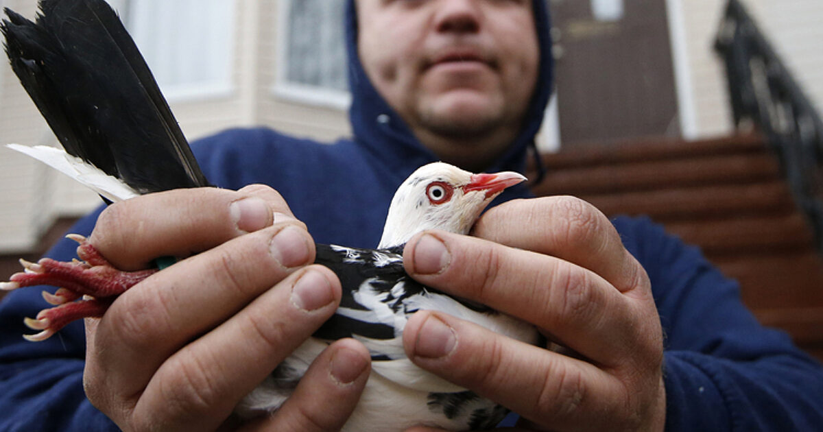 Pigeon Keepers | God's World News