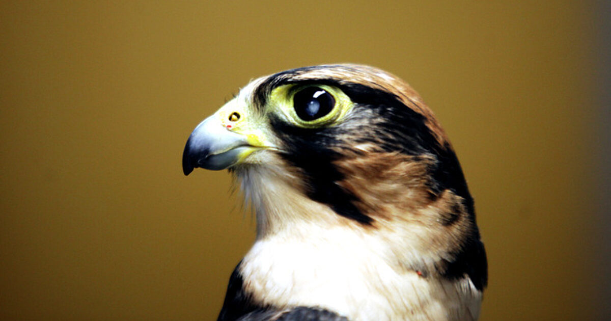 Flying Again | God's World News