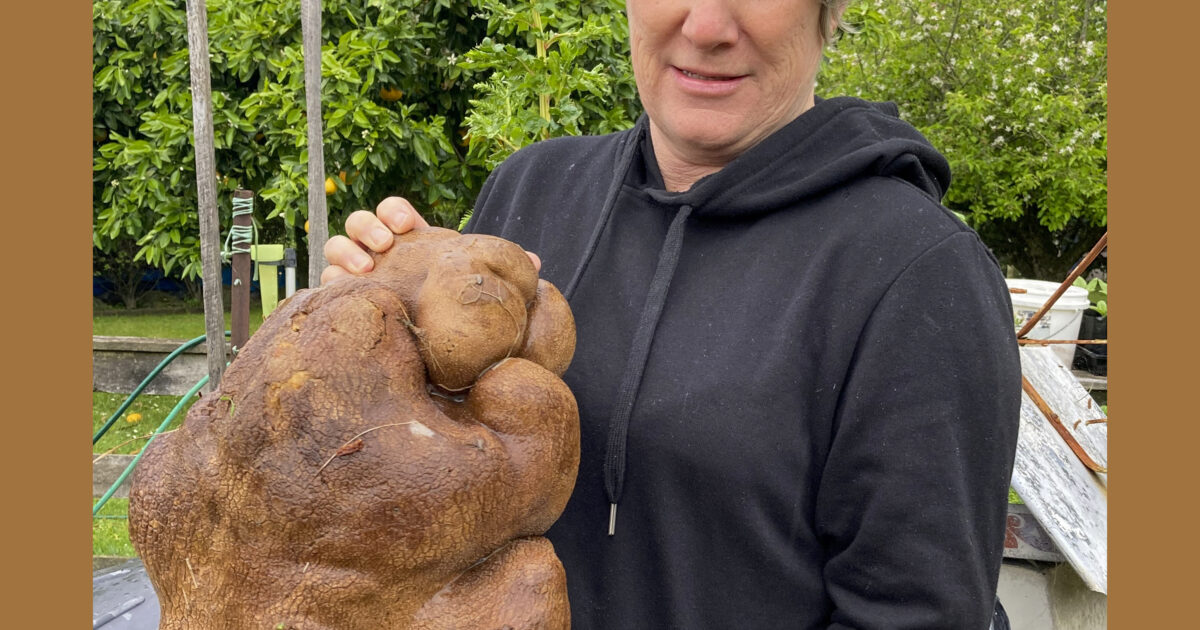 "Doug" the Potato | God's World News