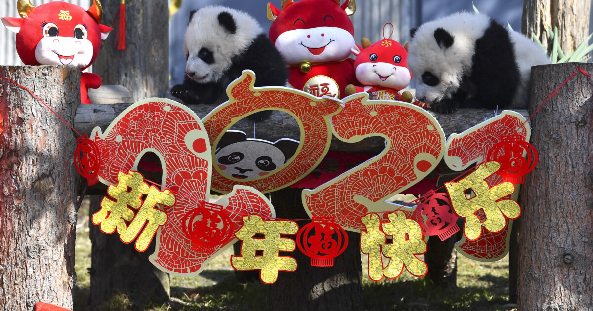 Ten Fuzzy Panda Cubs | God's World News