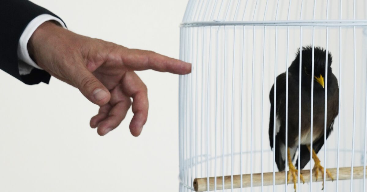 Ambassador Accepts Bird | God's World News