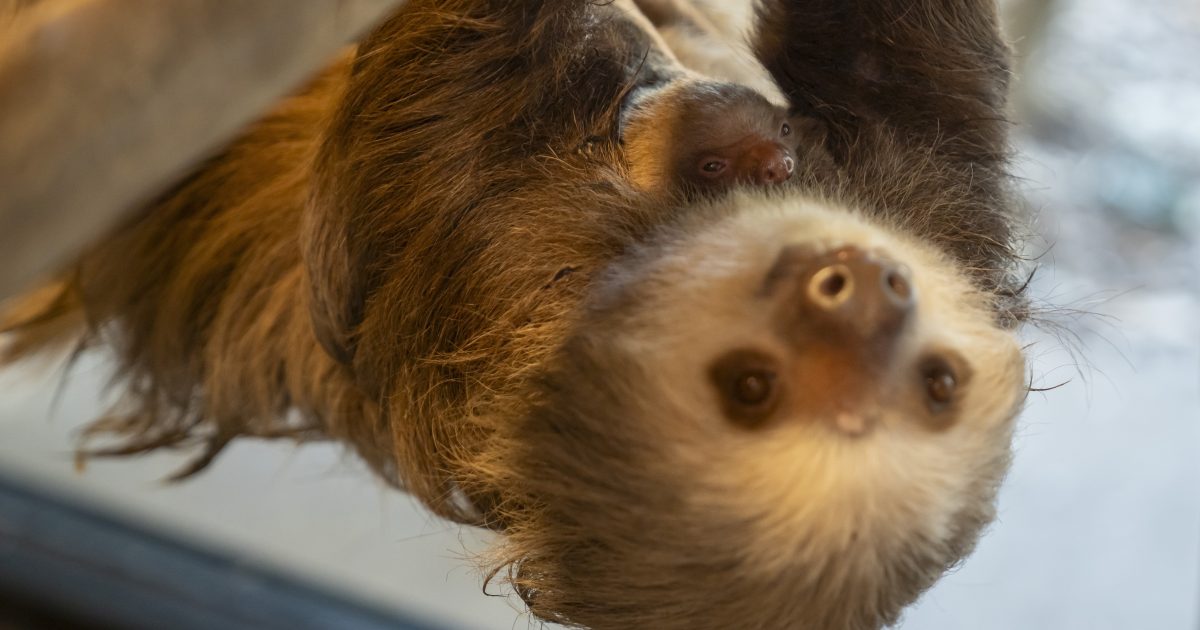 Hello, Baby Sloth! | God's World News