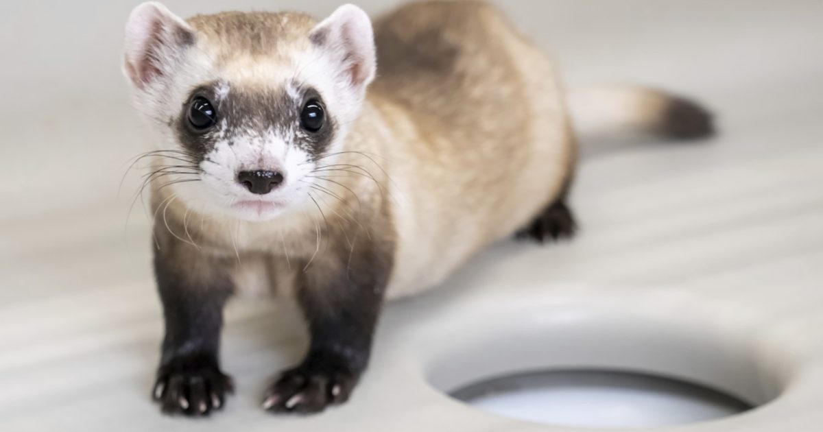 One, Two, Three Ferrets | God's World News