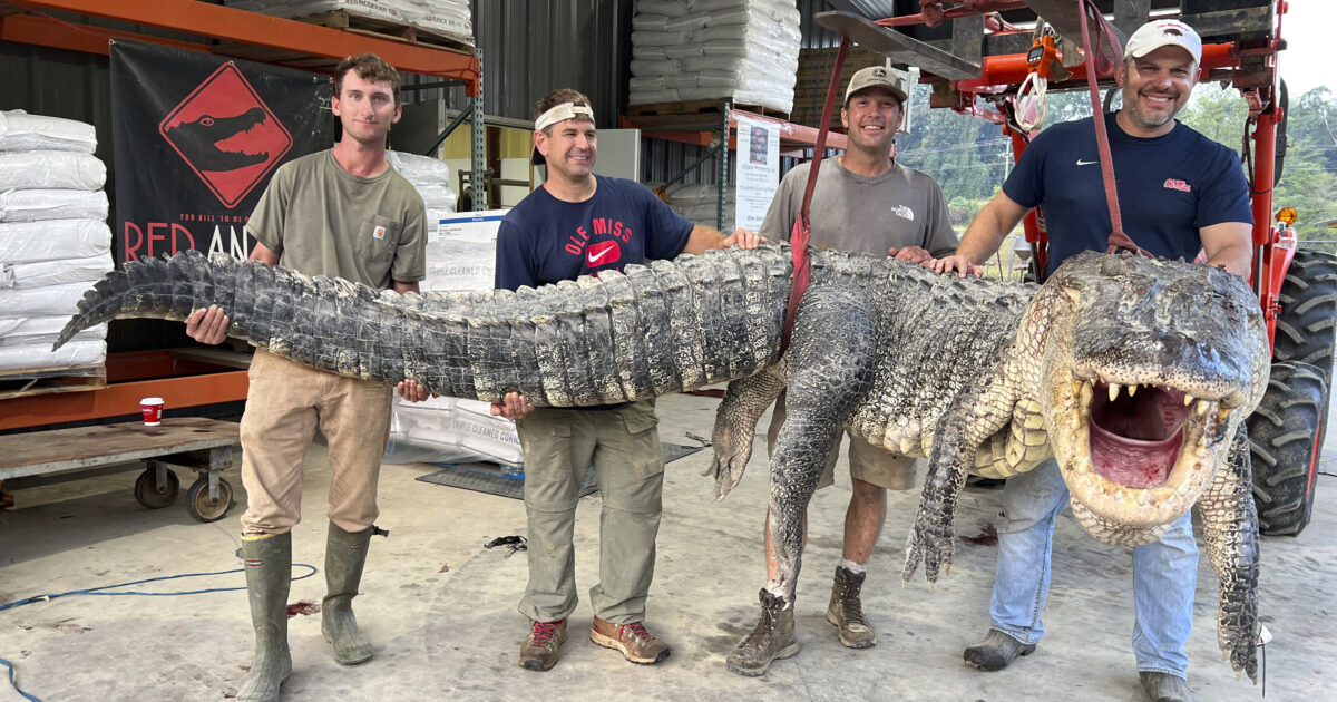 Longest Gator Yet | God's World News