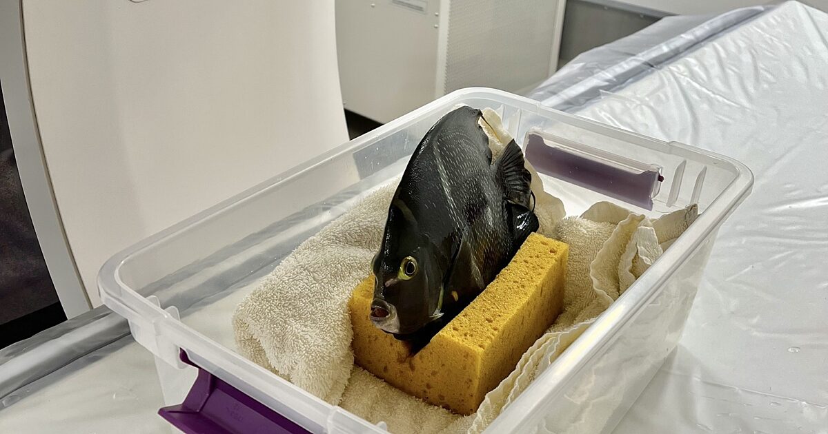 Fish Scan | God's World News