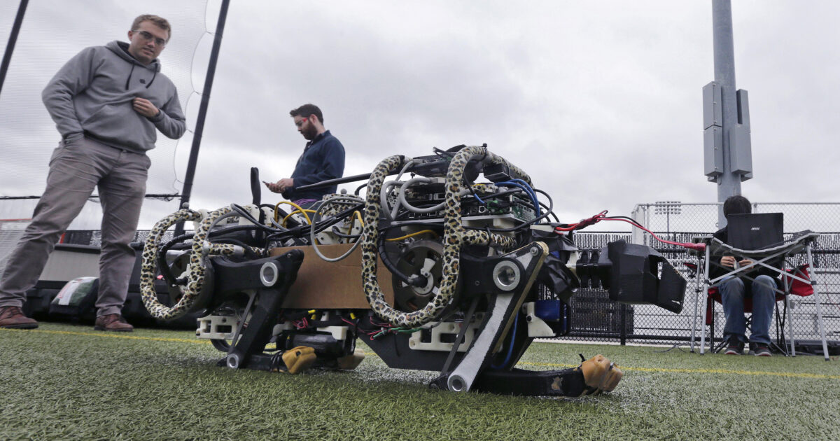 Cheetah Bot | God's World News