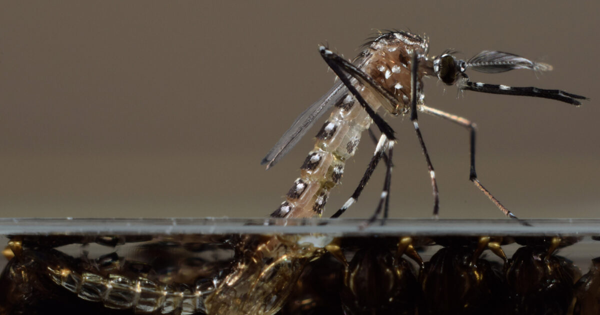 Insects to the Rescue | God's World News