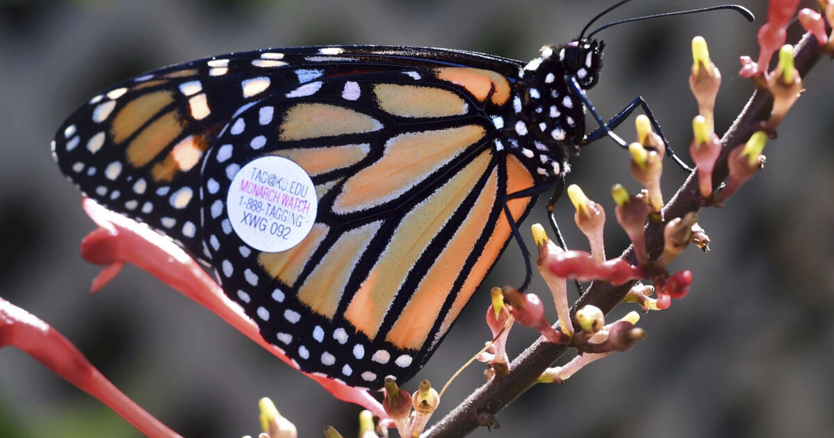 Monarch, Where Do You Go? | God's World News