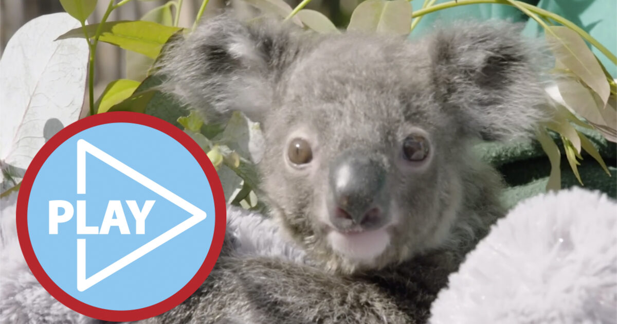 Best Koala Care Anywhere | God's World News