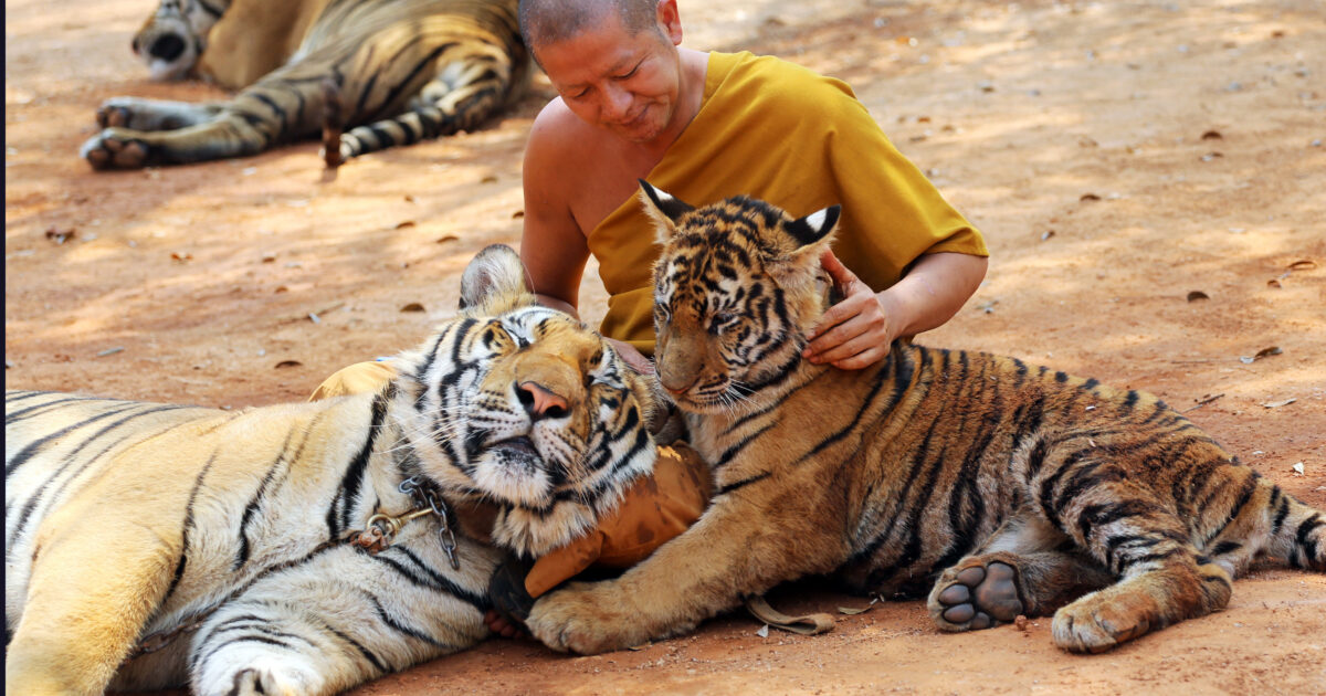 Tiger Temple | God's World News