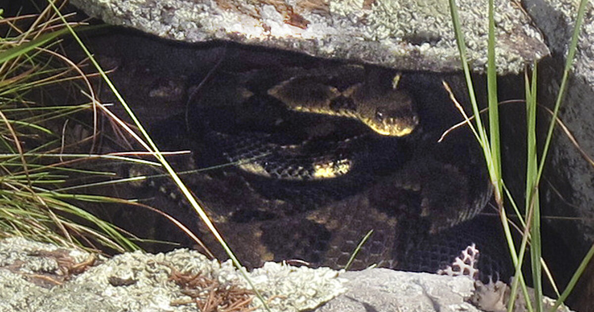 Sick Snakes | God's World News