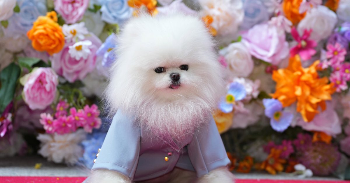 Pet Gala | God's World News
