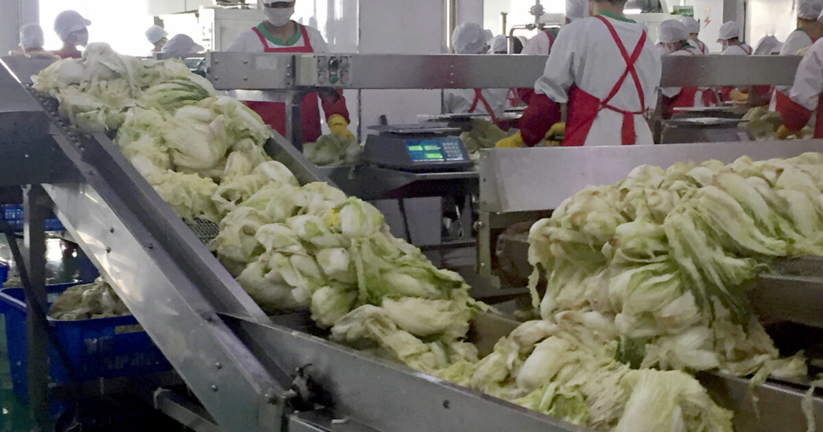 North Korea’s Kimchi | God's World News