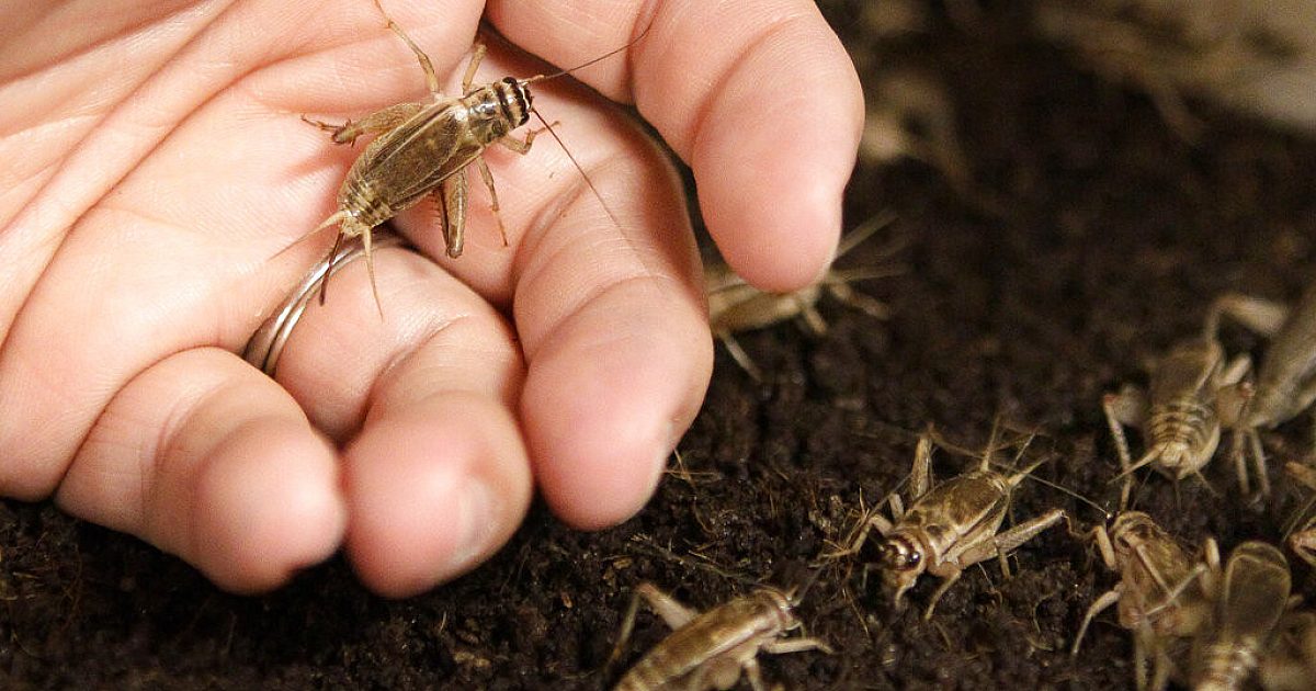 Eleven-Year-Old Boy Eats 500 insects and Becomes a… | God's World News
