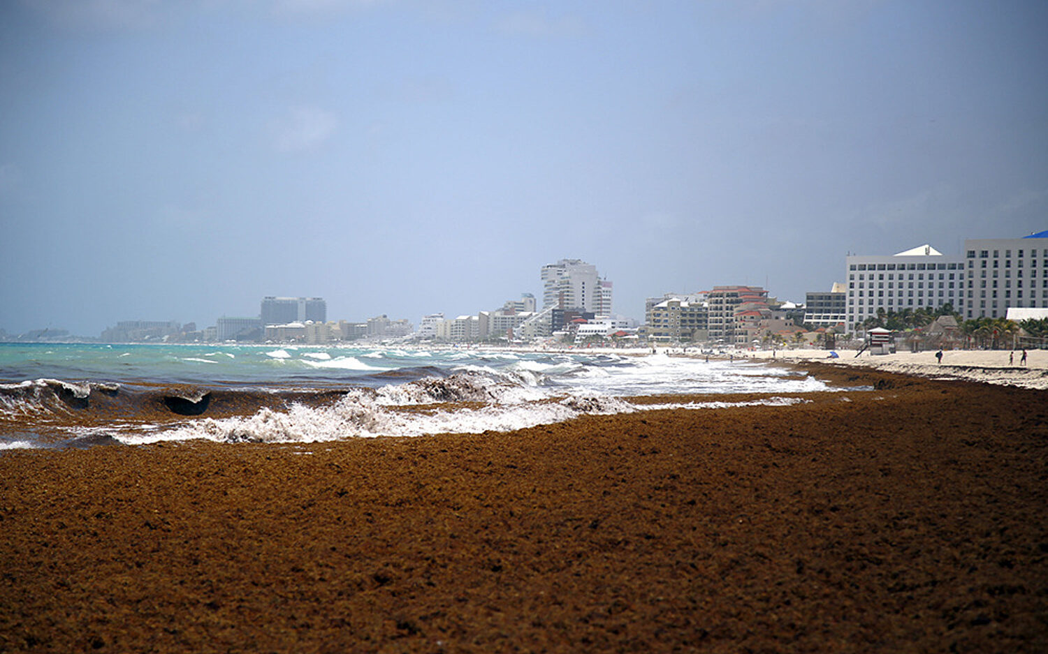 Seaweed Invasion! | God's World News