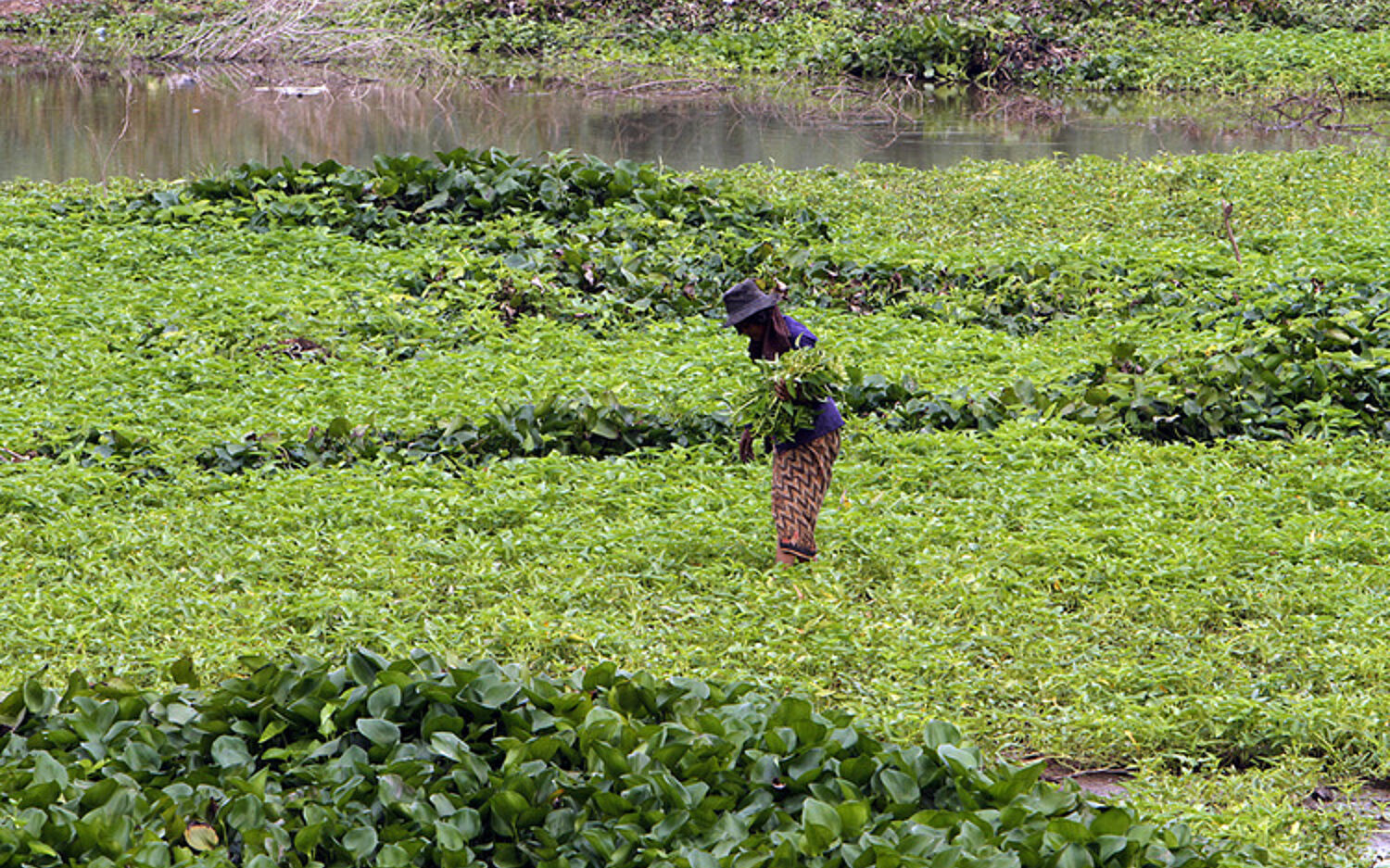 Harm to Farms | God's World News